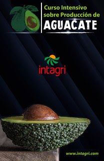 Curso Intensivo sobre Producción de Aguacate - Inicio | Intagri S.C.